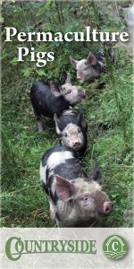 Permaculture Design for Pigs, the Farmer's Friend - Countryside